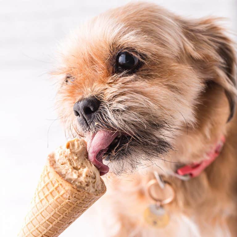 Peanut Butter Dog Ice Cream - Princess Pinky Girl