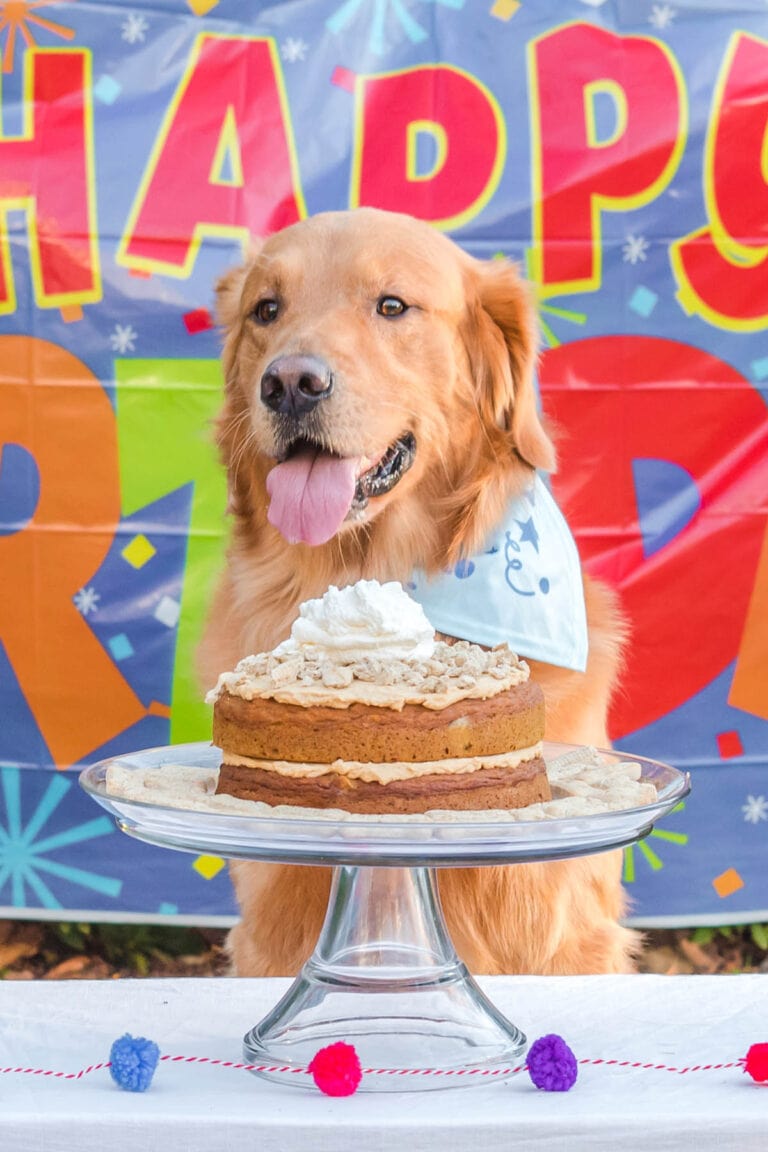 DIY Birthday Cake for Dogs - Princess Pinky Girl