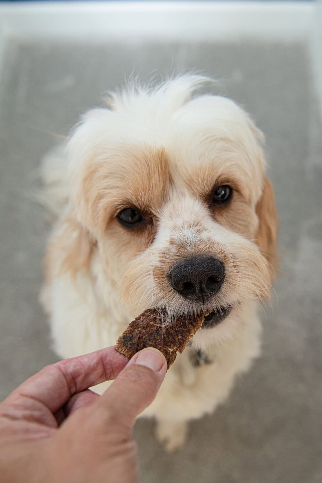 Beef Jerky for Dogs - Princess Pinky Girl
